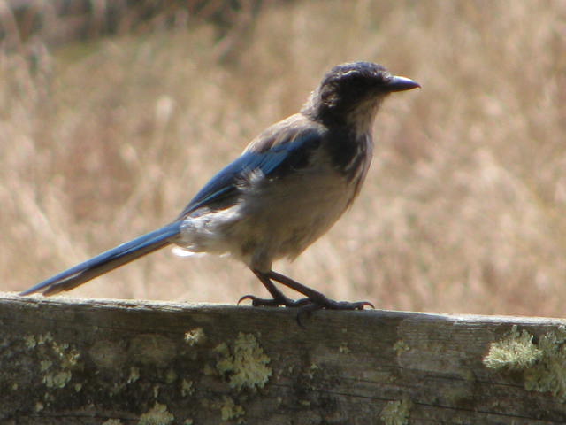 BirdsEyeViews: Northern California Birds