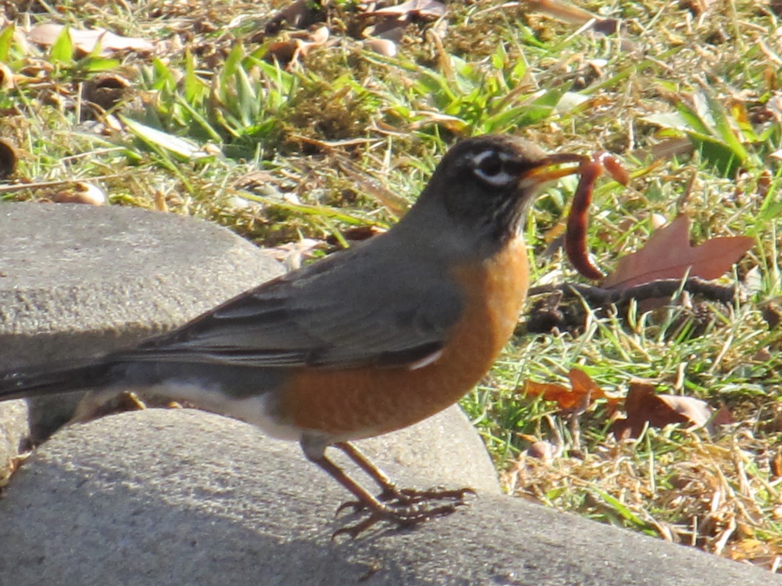 BirdsEyeViews: Northern Neck, Virginia Birds and Sights