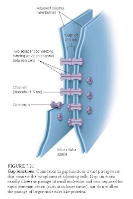 Temas de Biología: Adhesión celular