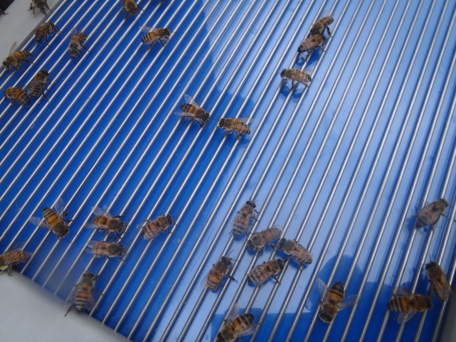 APISRED: Siguiendo los pasos de la producción de apitoxina.