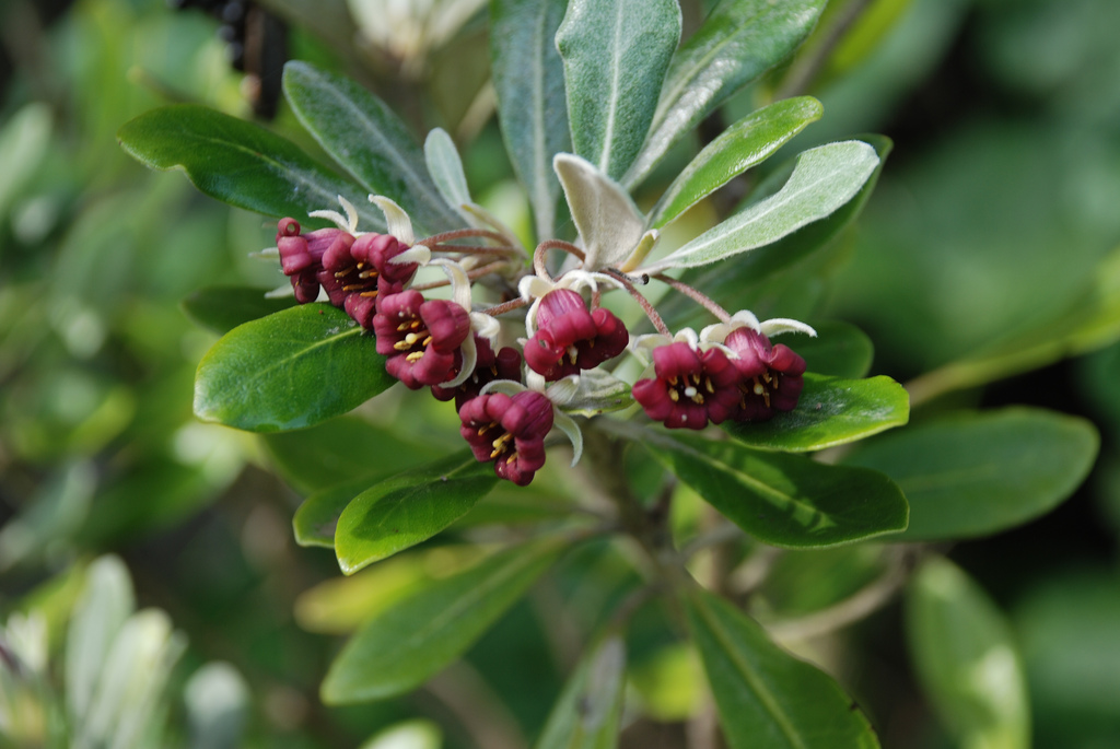 Tree Identification: Pittosporum crassifolium - Karo