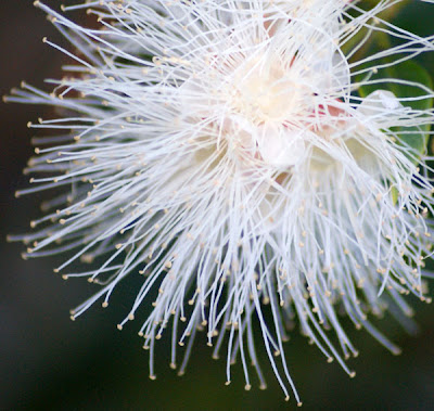 Tree Identification: Acmena smithii - Lilly-Pilly Tree