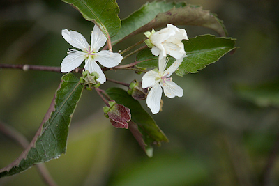 Tree Identification: Hoheria populnea - New Zealand Lacebark