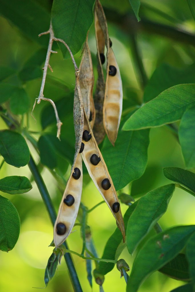 Tree Identification: Laburnum x watereri - Golden Chain Tree