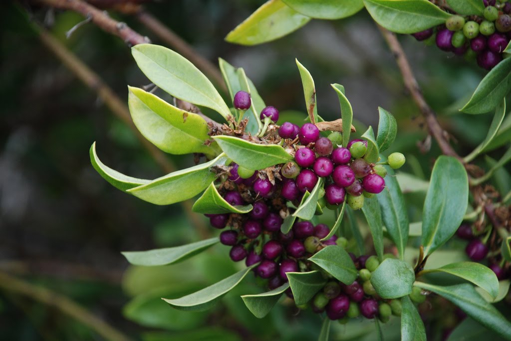 Tree Identification: Myoporum laetum - Myoporum