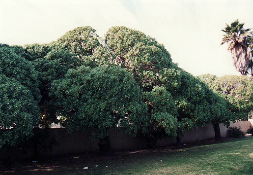 Tree Identification: Myoporum laetum - Myoporum