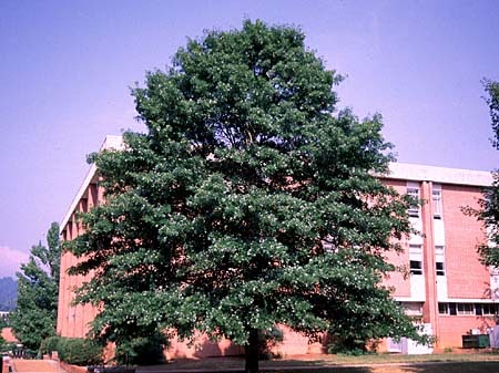 Tree Identification: Quercus palustris - Pin Oak