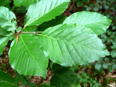 Tree Identification: Fagus sylvatica - European Beech