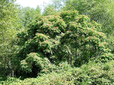 Tree Identification: Ailanthus altissima - Tree-of-Heaven