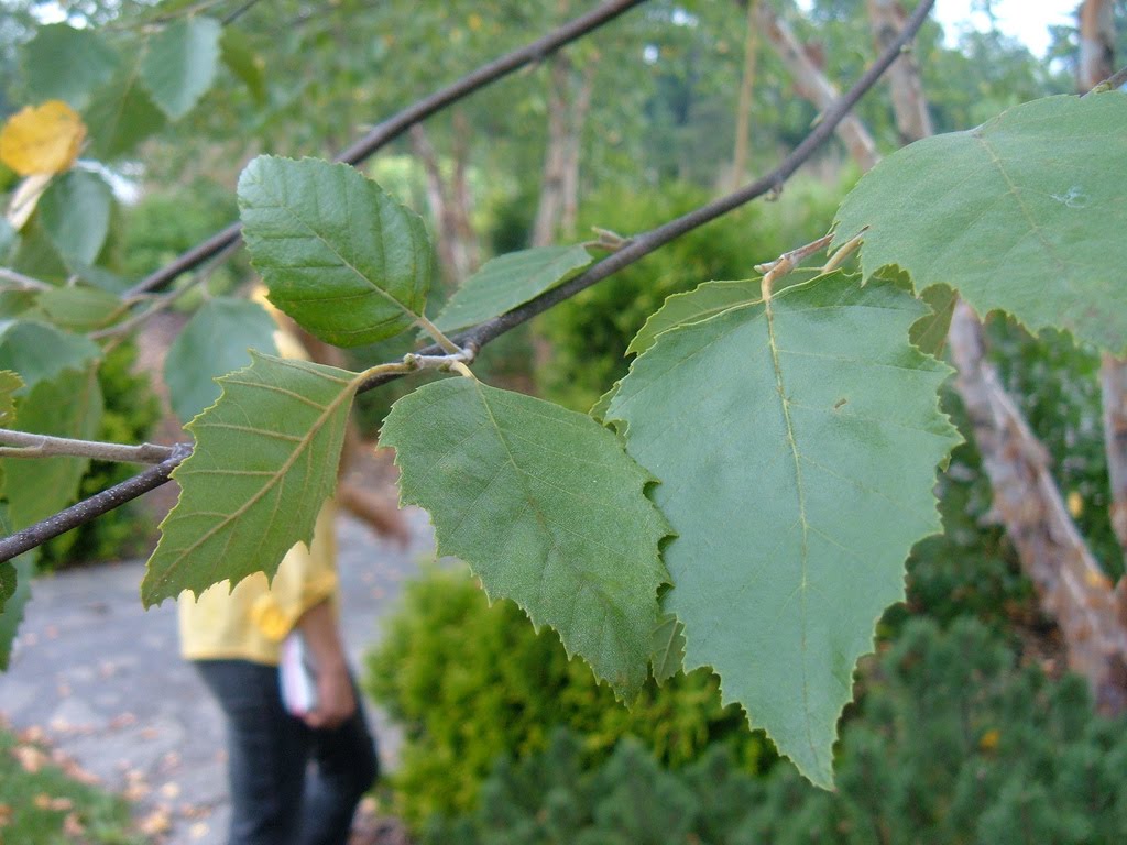 Tree Identification: Betula nigra - River Birch