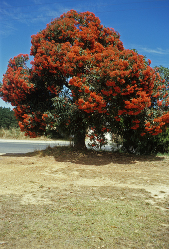 Tree Identification: Eucalyptus ficifolia - Red-flowering Gum