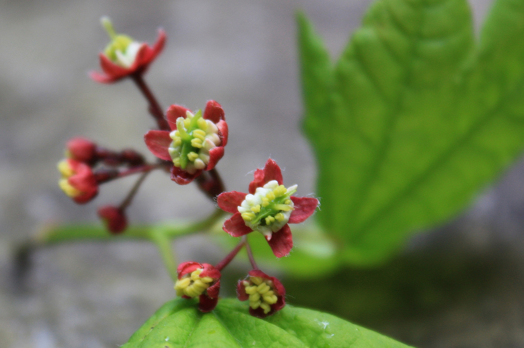 Tree Identification: Acer palmatum - Japanese Maple (and cvs.)