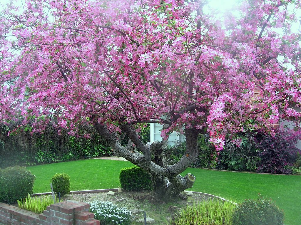 Malus Floribunda Crabapple Malus Floribunda Crabapple