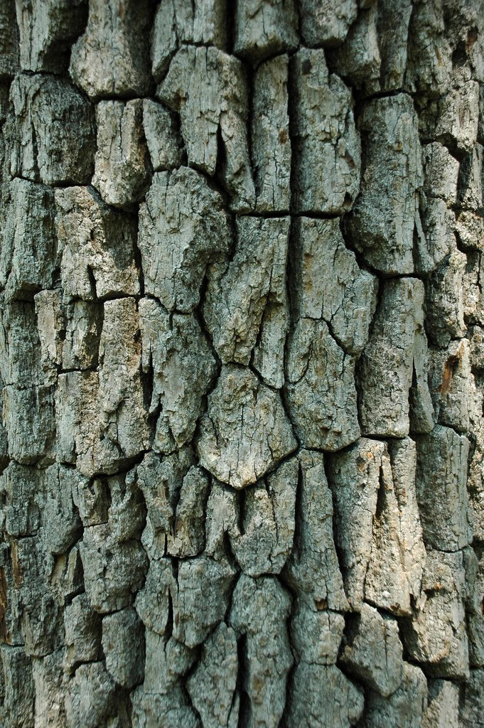 Tree Identification: Nyssa sylvatica - Sour Gum