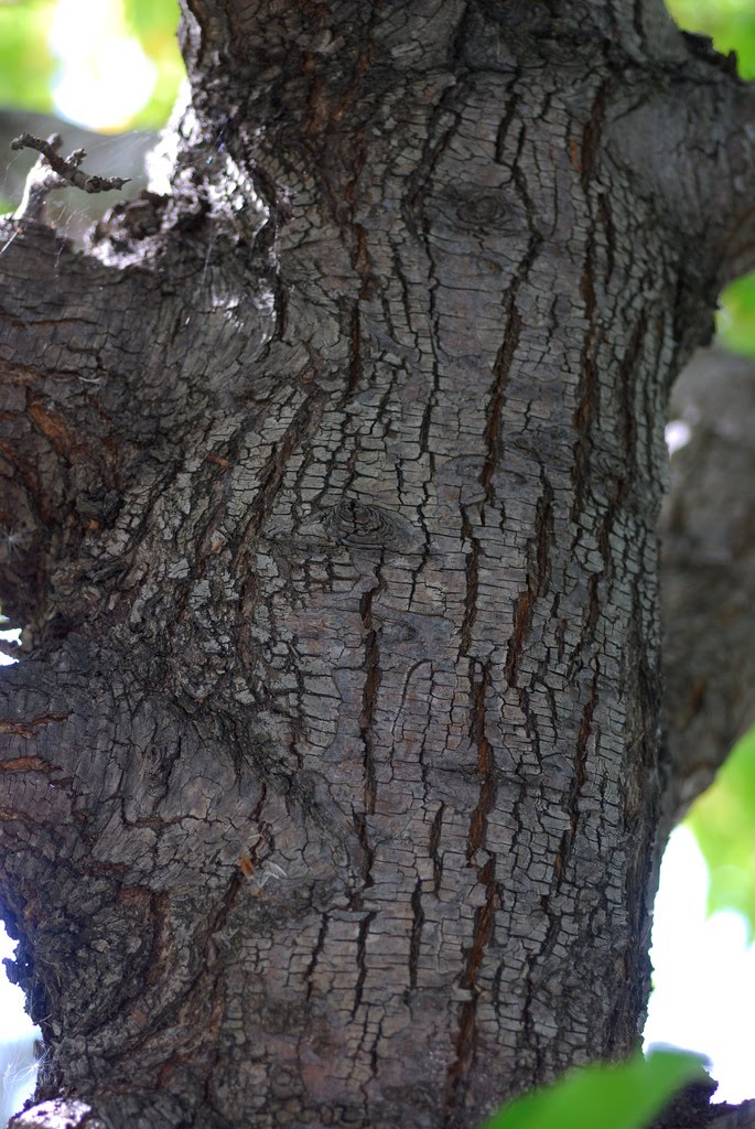 Tree Identification: Pyrus calleryana - Ornamental Pear