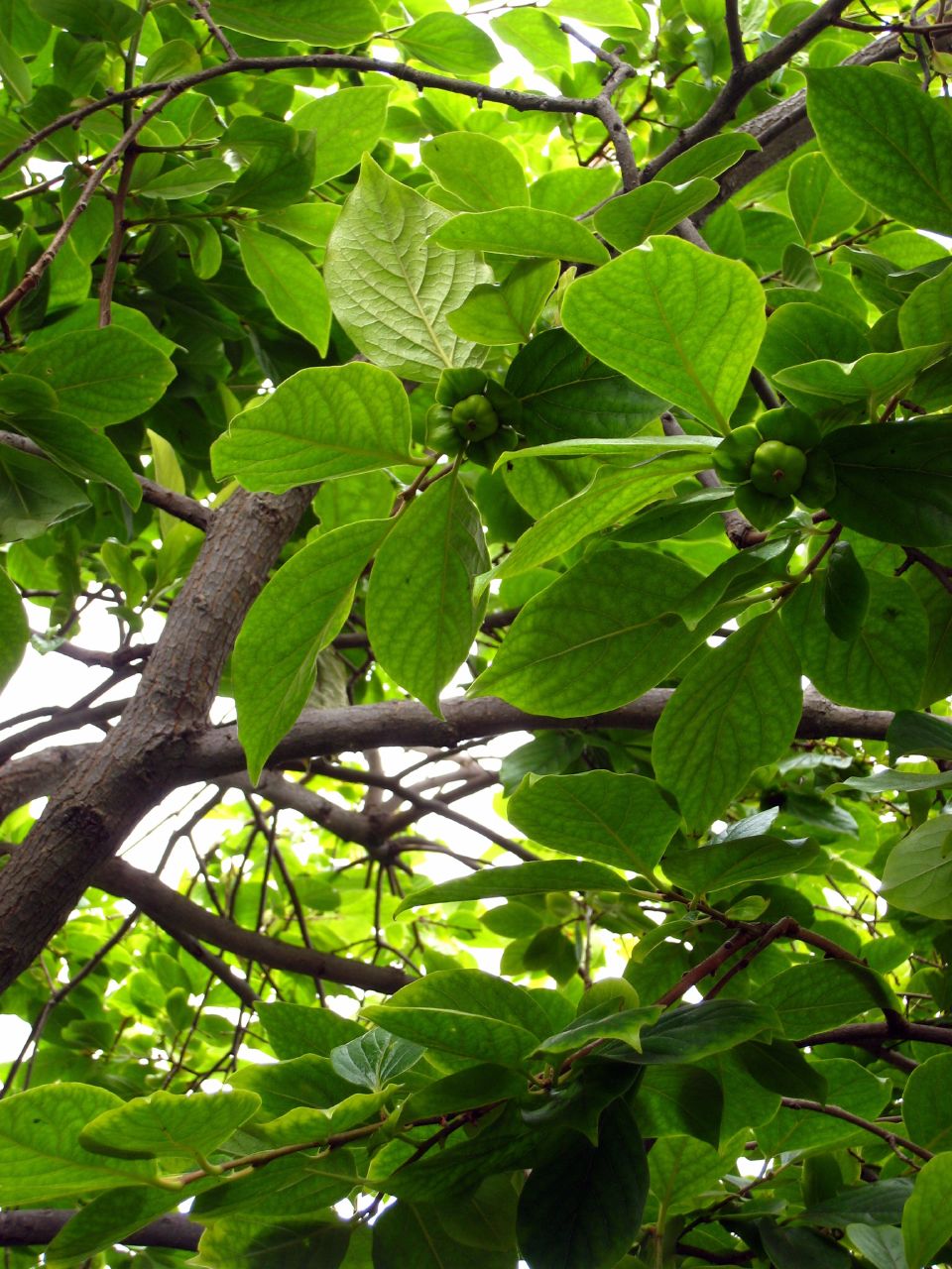 Tree Identification: Diospyros kaki - Japanese Persimmon