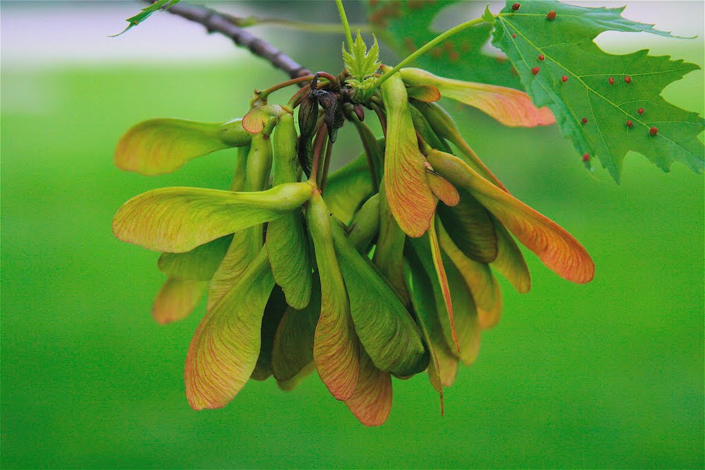 Tree Identification: Acer saccharinum - Silver Maple