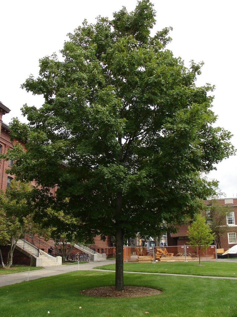Tree Identification: Acer saccharinum - Silver Maple