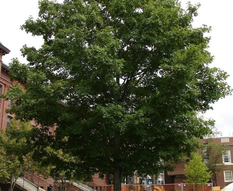 Tree Identification: Acer saccharinum - Silver Maple