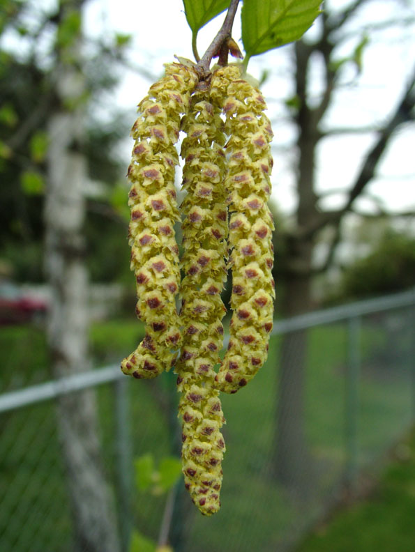 Tree Identification: Betula papyrifera - Canoe Birch or Paper Birch