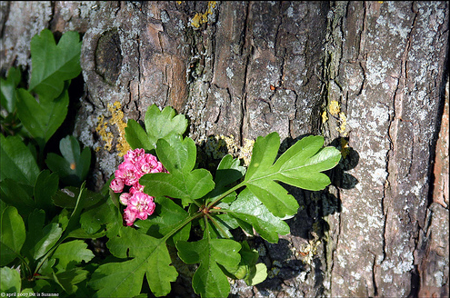 Tree Identification: Crataegus laevigata - English Hawthorn