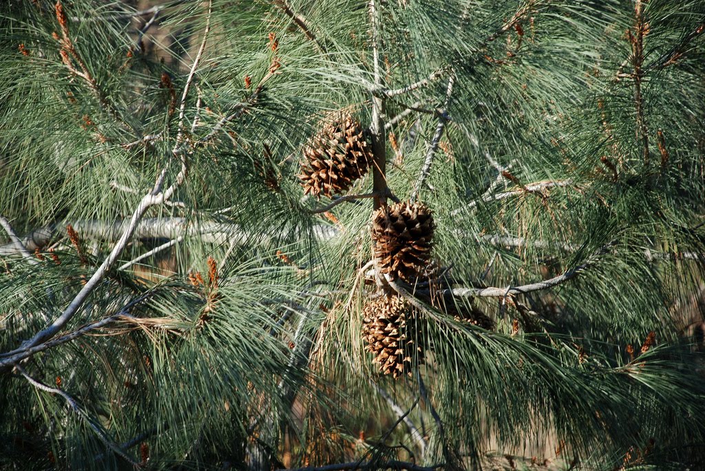 Tree Identification: Pinus sabiniana - Grey Pine