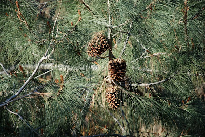 Tree Identification: Pinus sabiniana - Grey Pine
