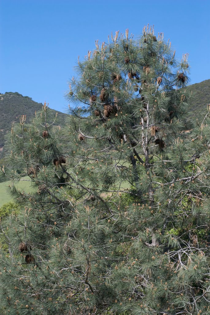 Tree Identification: Pinus sabiniana - Grey Pine
