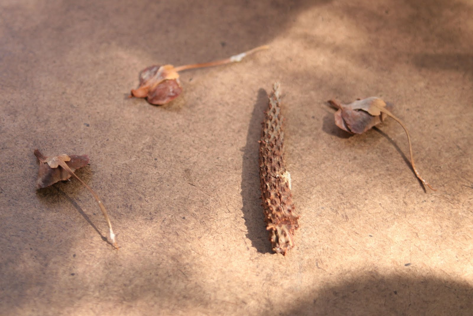 Tree Identification: Abies bracteata - Santa Lucia Fir