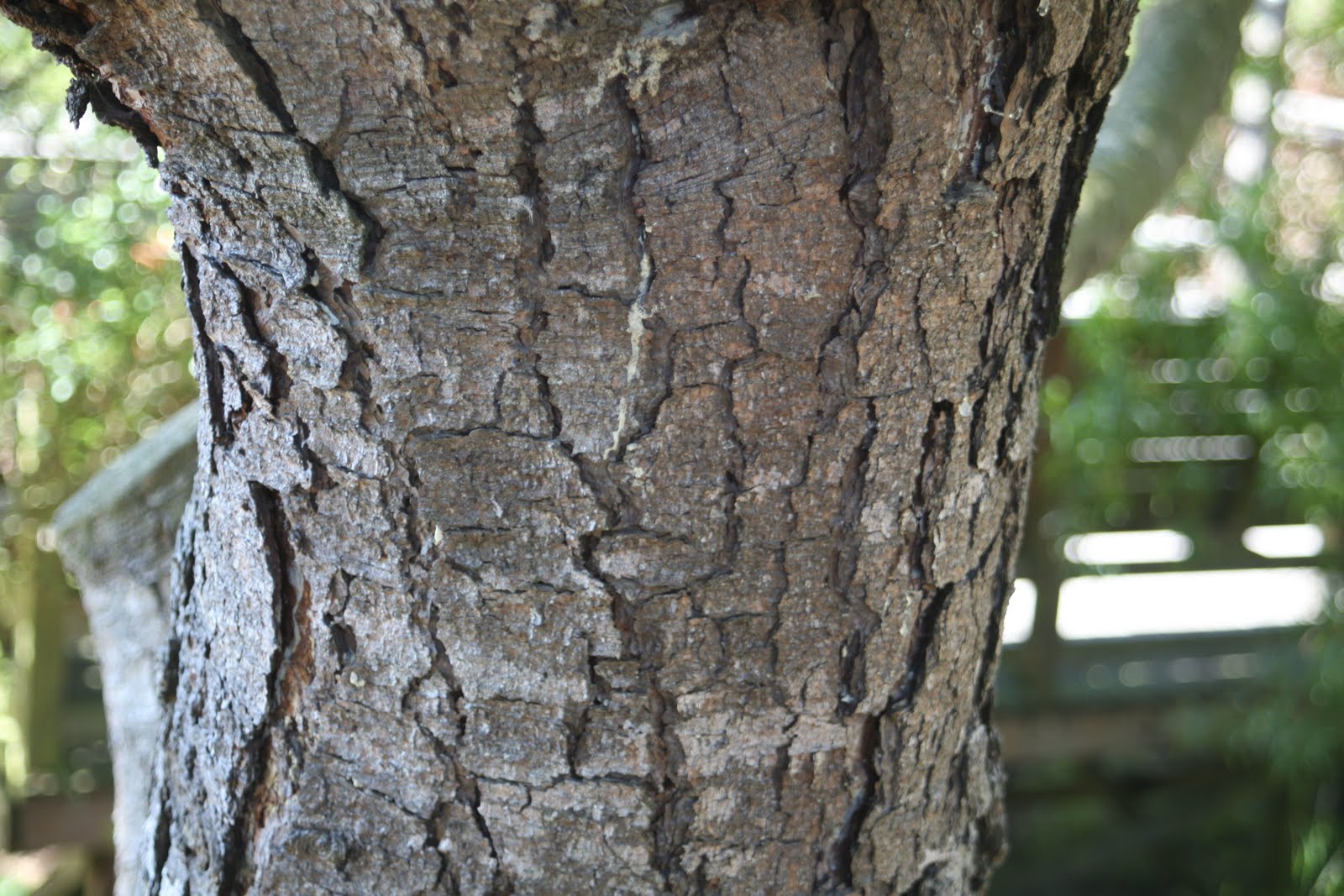Tree Identification: Pinus muricata - Bishop Pine