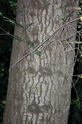 Tree Identification: Abies grandis - Grand Fir