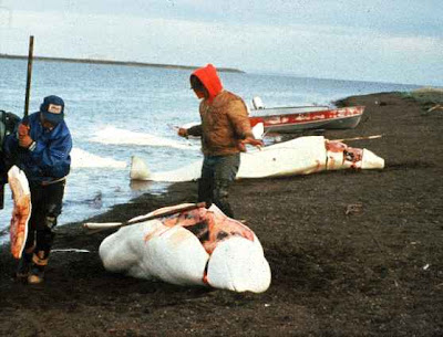 The Revolt and The Revolting: The Beluga Whale has critical habitat ...