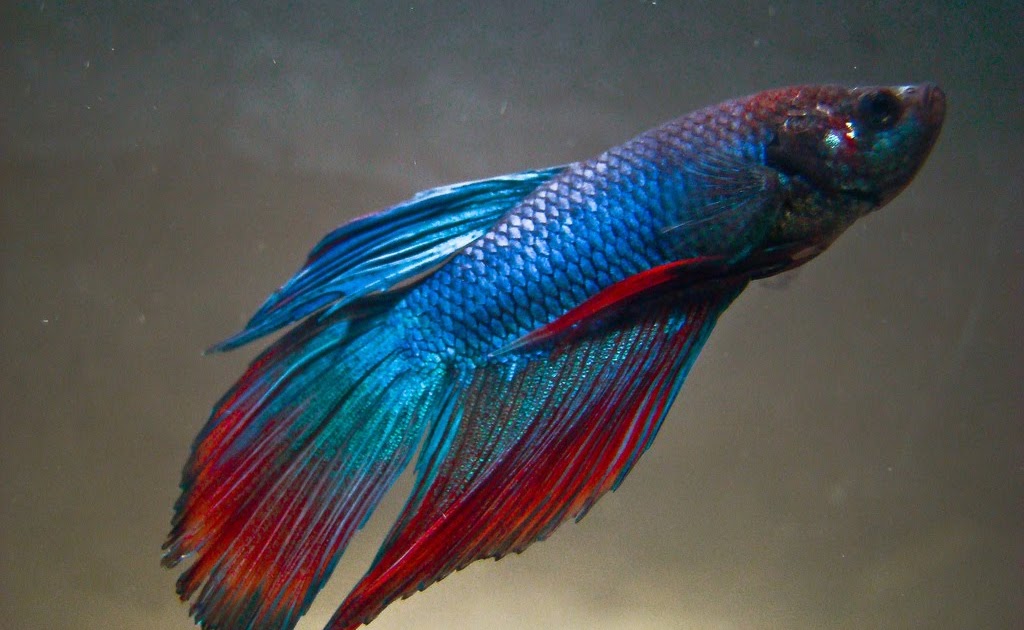 Keeping it Fun: Tori Fish