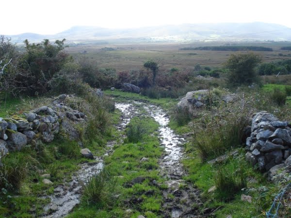 SilentOwl: Féar gortach. The hungry grass. Fairy grass.