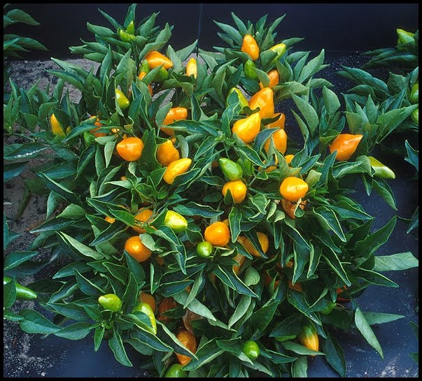 Floricultura Decolores: Pimenta - Capsicum sp