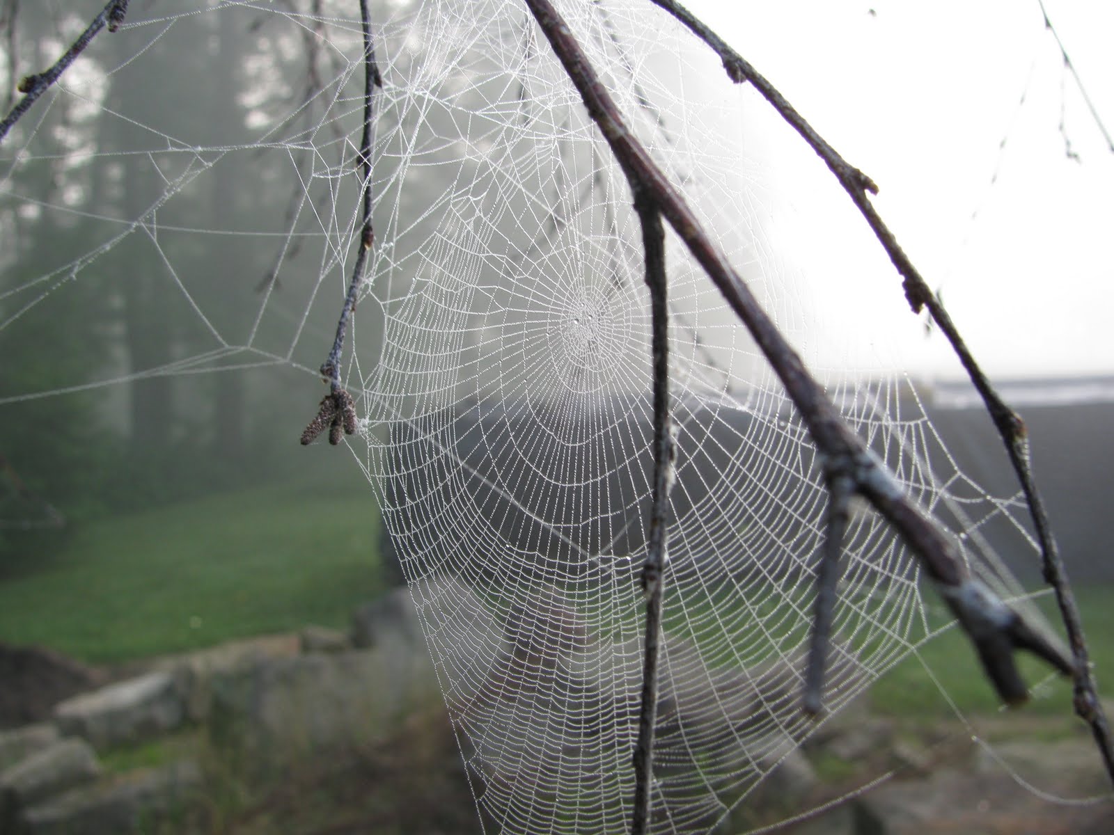 Beyond My Garden: Oh What A Tangled Web We Weave