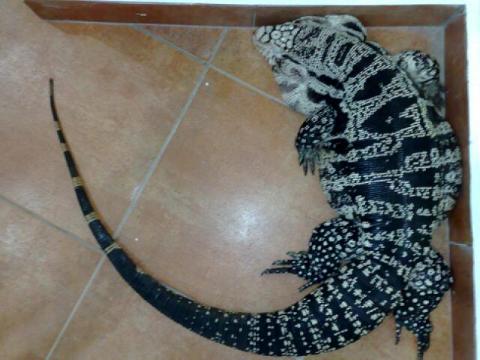 Gambar e : Cicak Tokek Batu (Tiada harga buat masa ini)