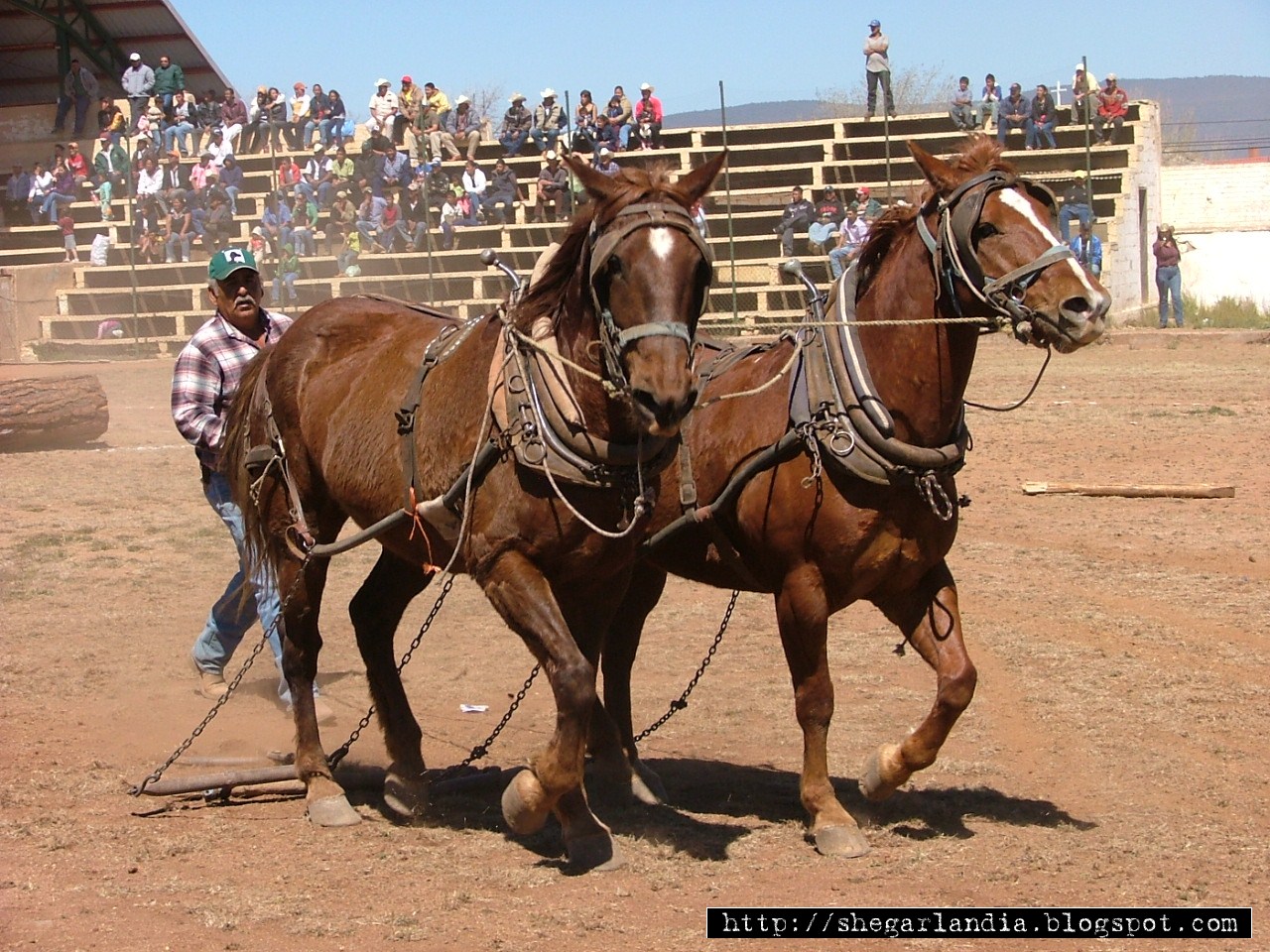 Leñadores... de adeveras