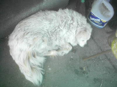 My Dog's Daze: Fetal Position