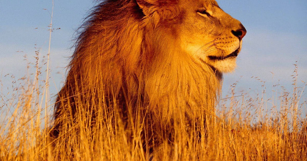 zonaanimal: El León