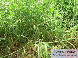 Diari Usahawan Tani: Kenali Rumput Anda: Rumput Para, Humidicola & Ruzi