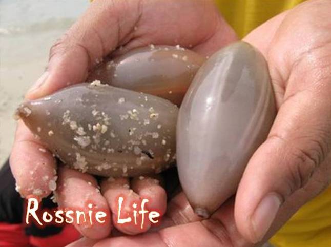 Rossnie's Life: Kerabu Bronok??