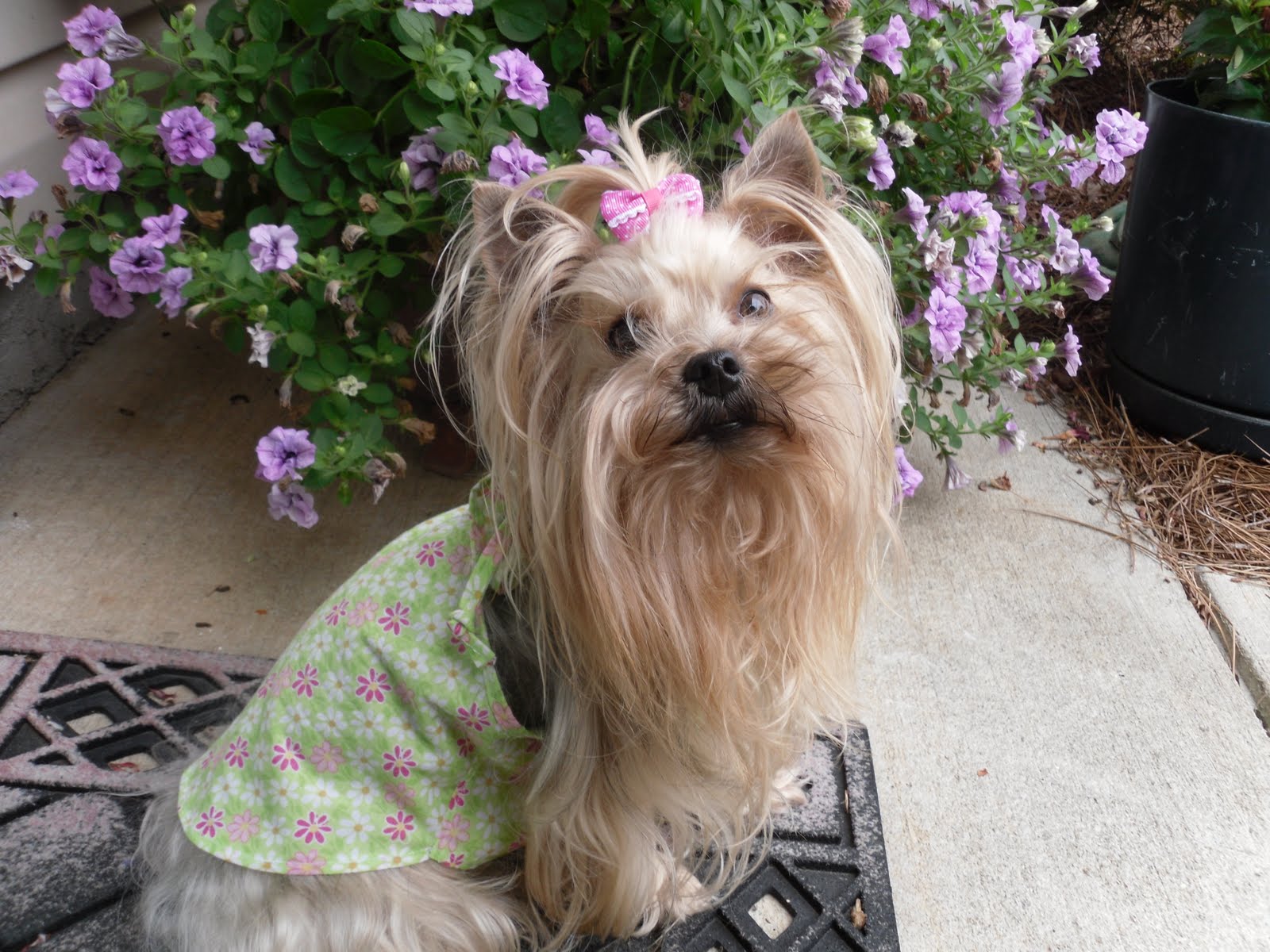 WATERSIDE YORKIES: The Yorkies Got Some Handmade Custom Outfits From ...