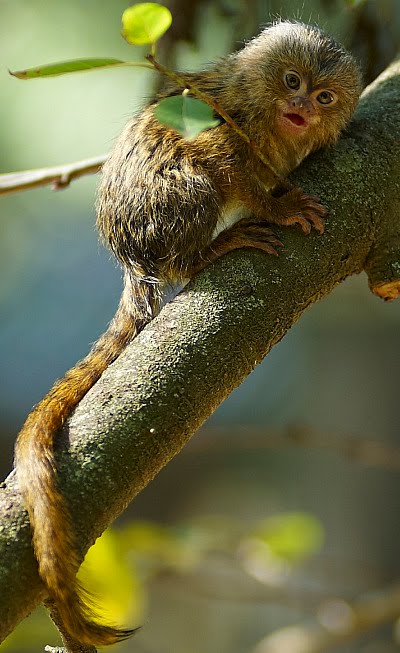 The Jungle Store: Micro Monkey!