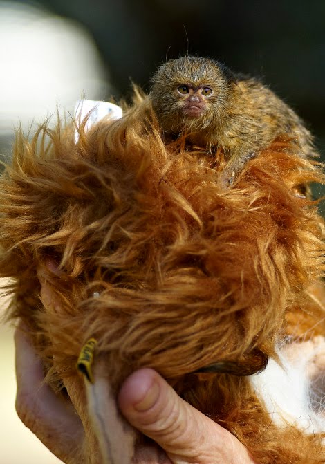 The Jungle Store: Micro Monkey!