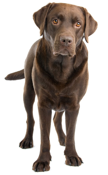 Conoce a tu Perro: Labrador Retriever