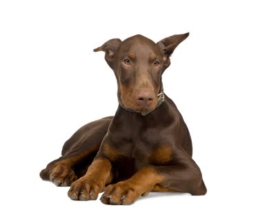 Conoce a tu Perro: Doberman