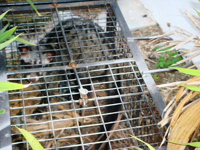 Limau tambun: OPERASI PERANGKAP MUSANG