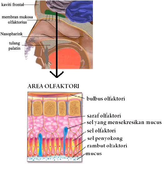 Belajar Biologi: Hidung (Indera Penciuman)