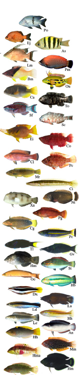 KIMIA UNIPA: PHYLOGENETIC RELATIONSHIPS AND EVOLUTIONARY HISTORY OF THE ...